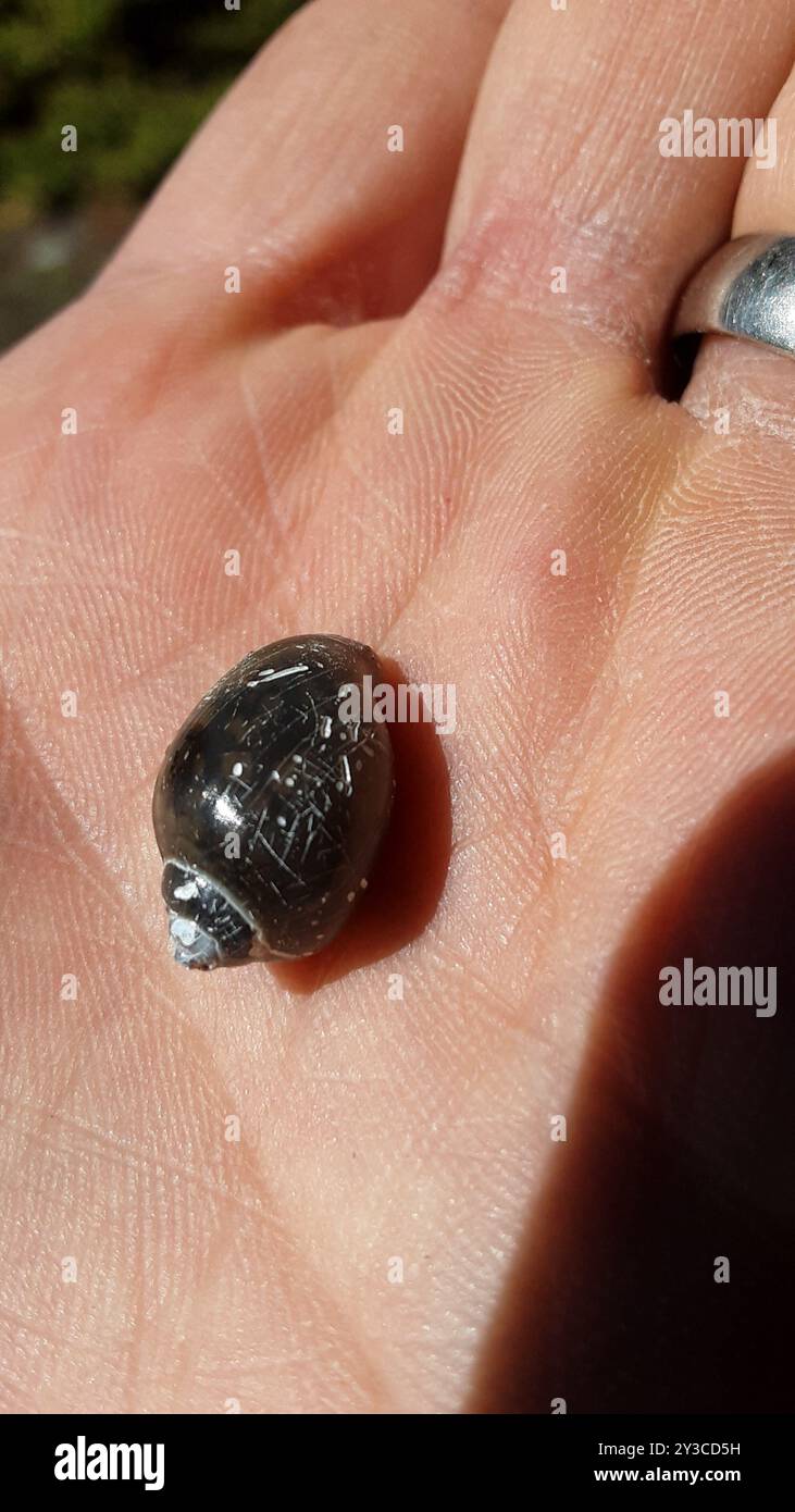 Pond Snails, Bladder Snails, and Allies (Lymnaeoidea) Mollusca Stock ...