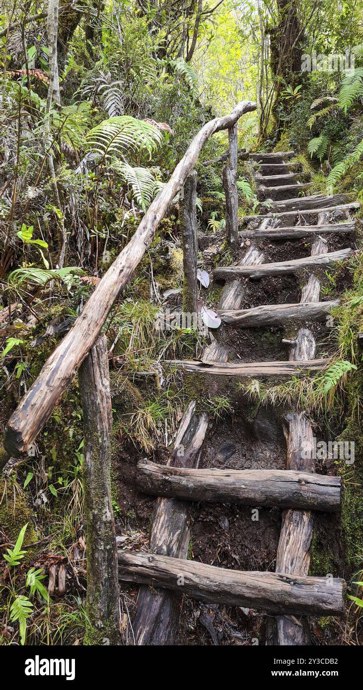 Wooden path in Pumalin National Park, carretera austral, Patagonia ...