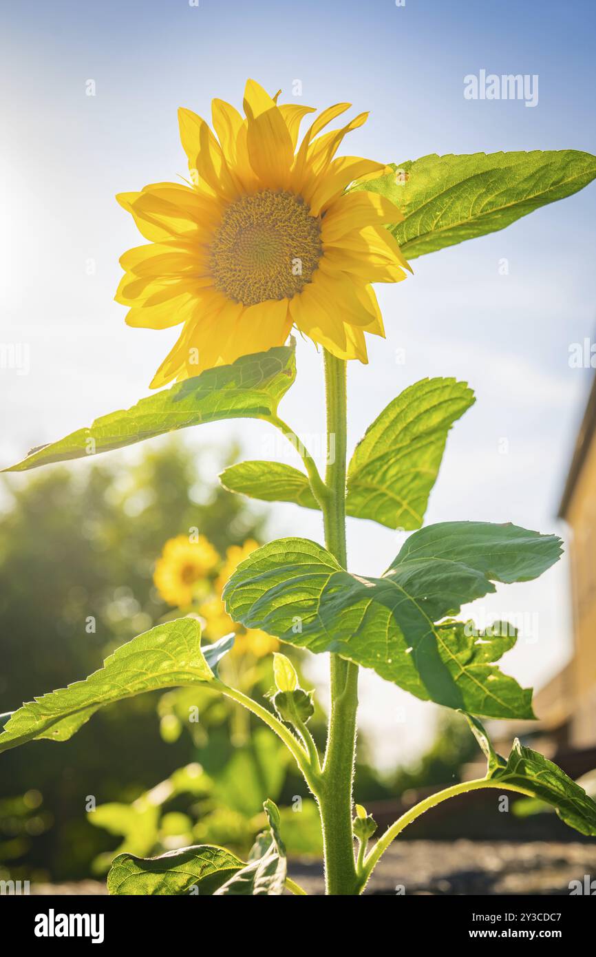 Sunflower in close-up, shining bright yellow in the sun, Harz Mountains ...