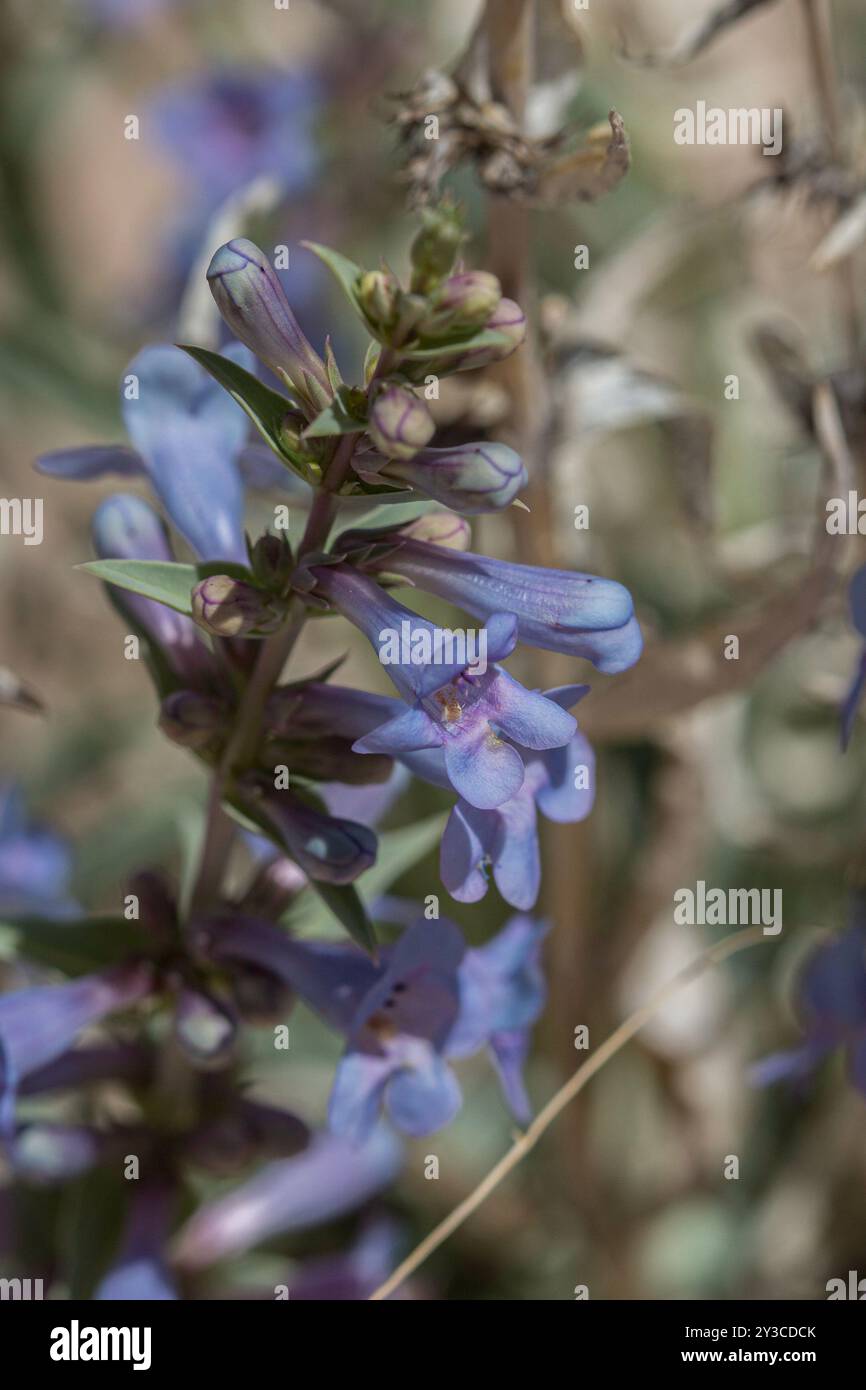 Broadbeard Beardtongue (Penstemon angustifolius) Plantae Stock Photo ...