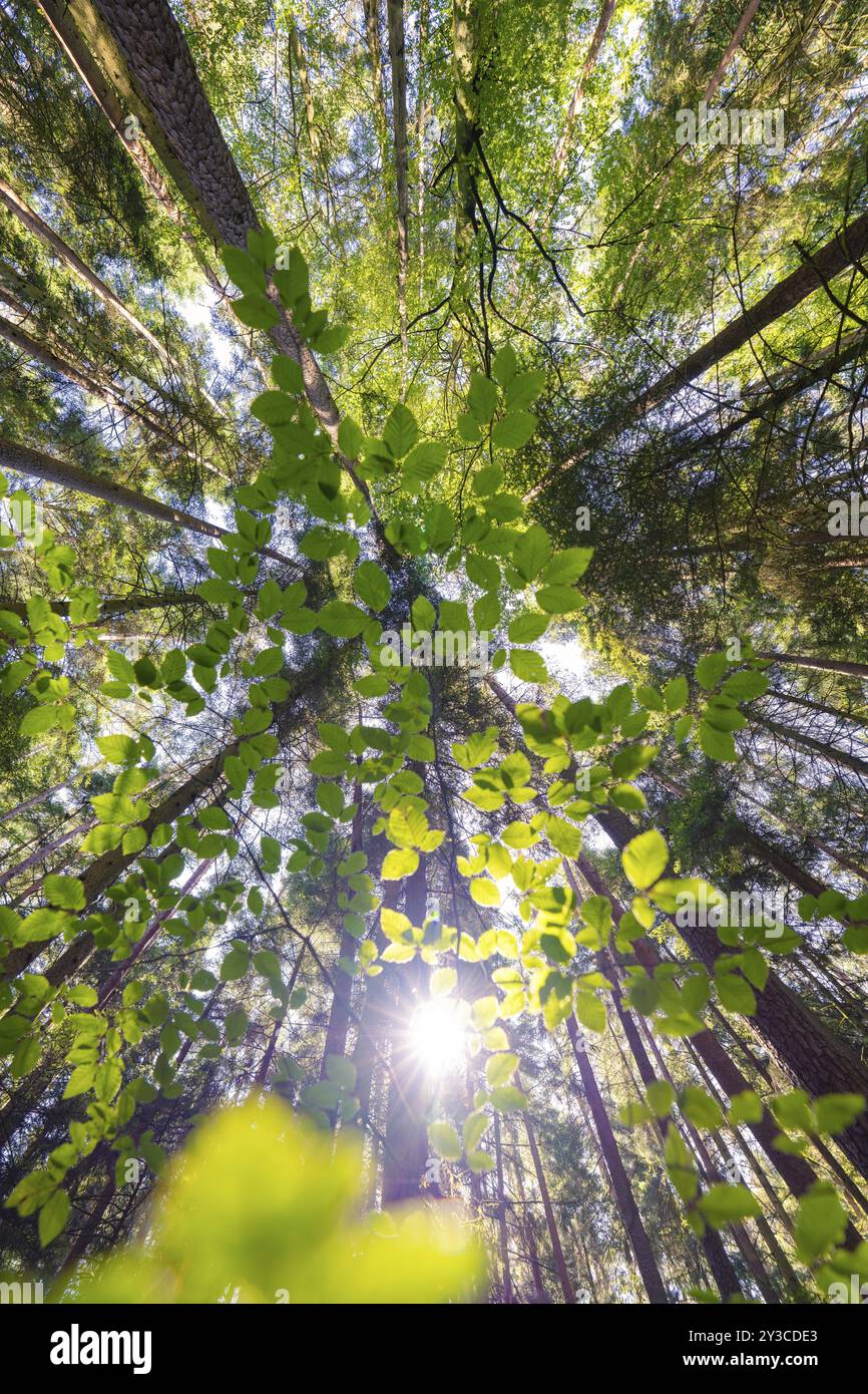 Treetop air view in middle hi-res stock photography and images - Alamy