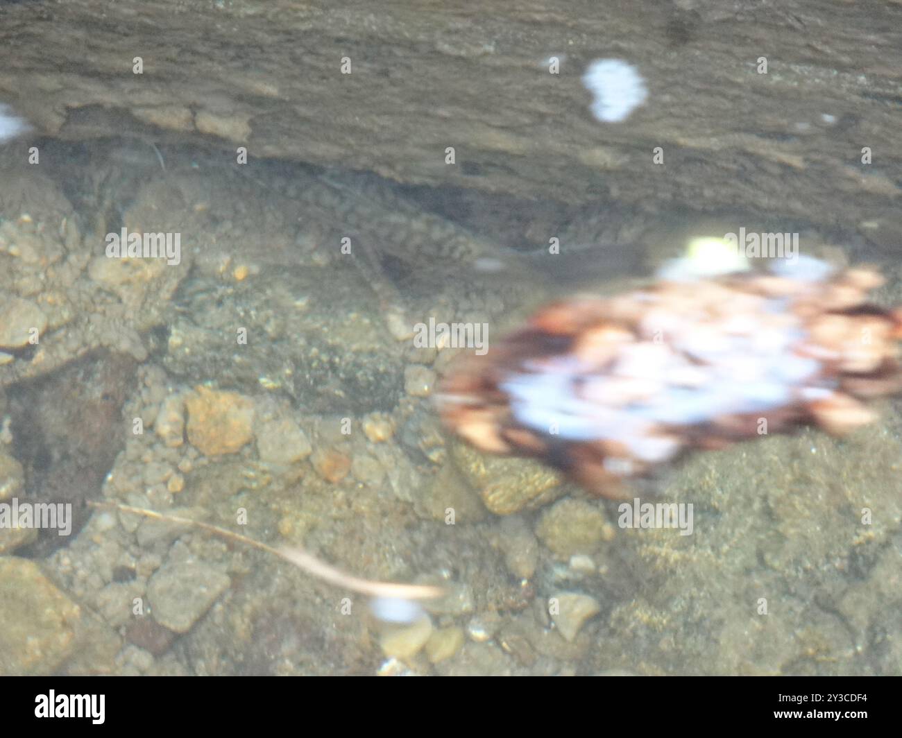 Brook Trout (Salvelinus fontinalis) Actinopterygii Stock Photo - Alamy
