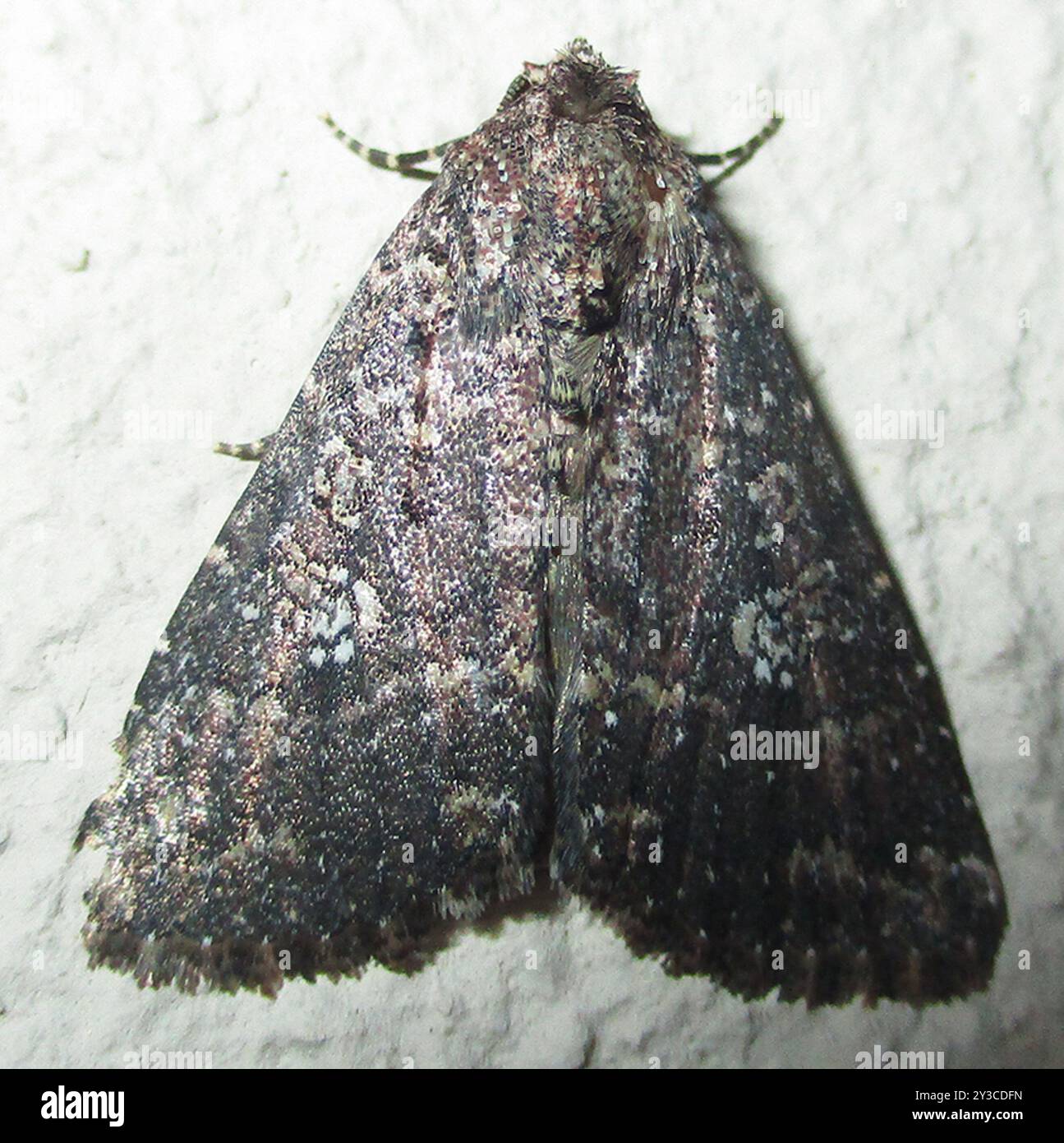 The African (Condica capensis) Insecta Stock Photo - Alamy