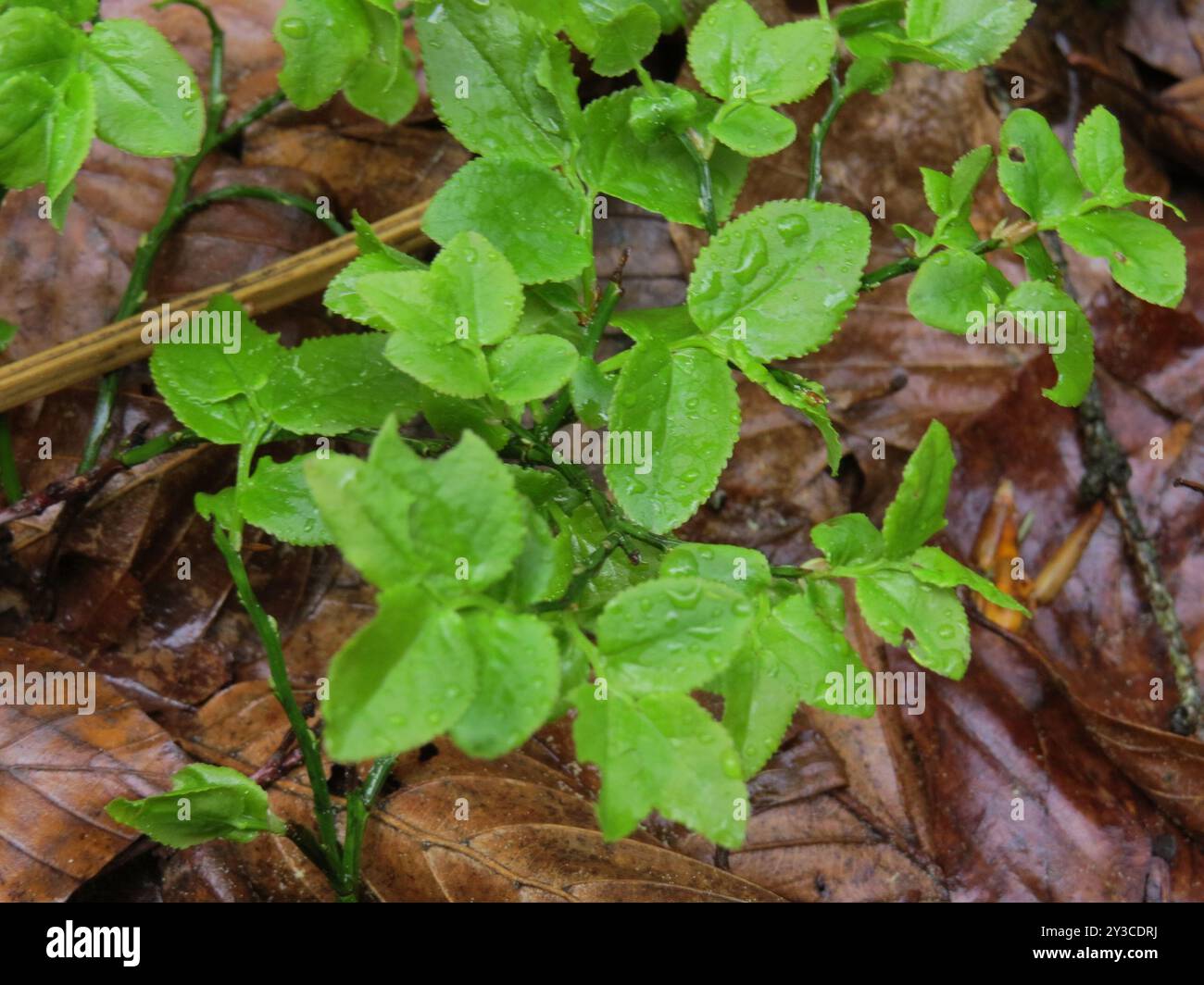 common bilberry (Vaccinium myrtillus) Plantae Stock Photo - Alamy