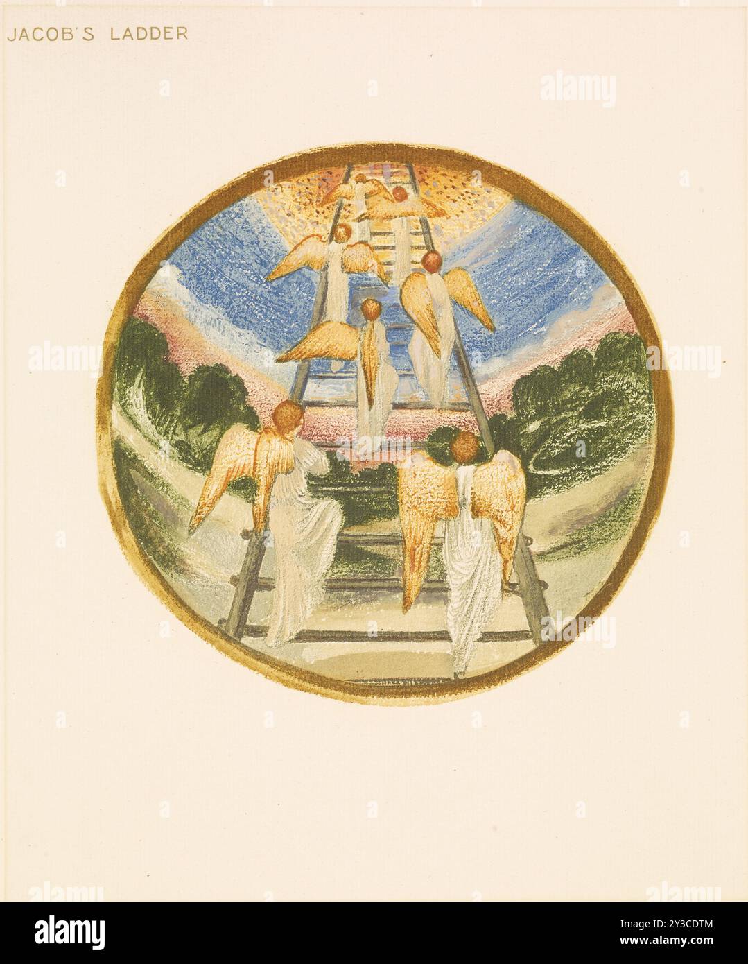 The Flower Book - Jacob's Ladder, 1905. Polemonium caeruleum ...