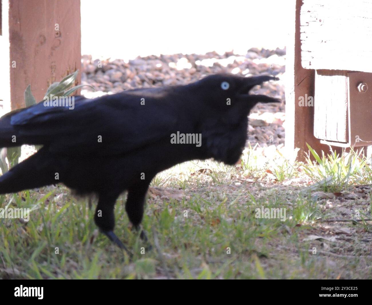 Australian Raven (Corvus coronoides) Aves Stock Photo - Alamy
