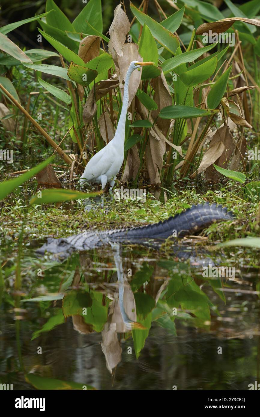 American alligator (Alligator mississippiensis) and great egret (Ardea ...