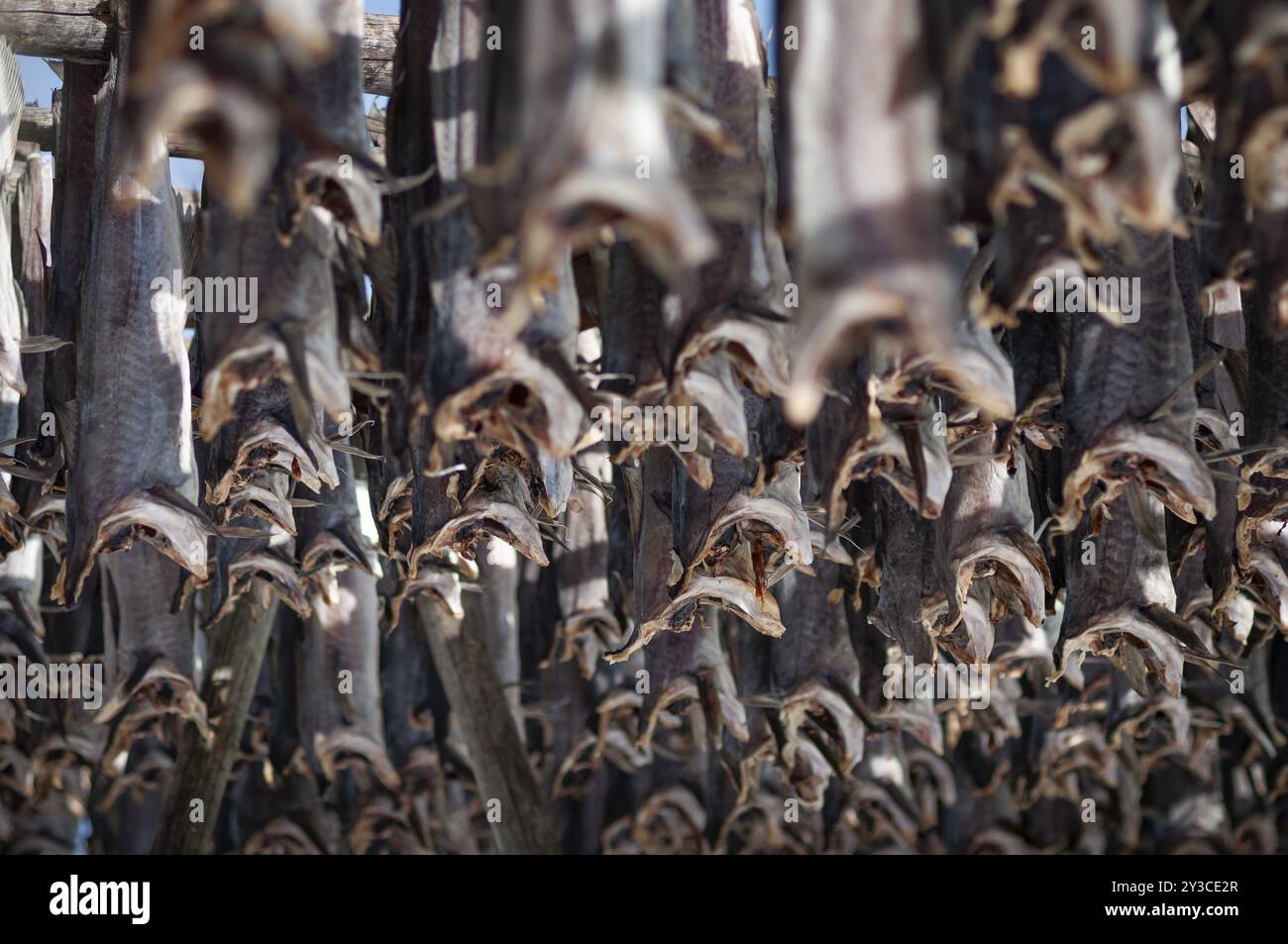 Cod from the Barents Sea, dried fish production, Reine, Lofoten Island ...