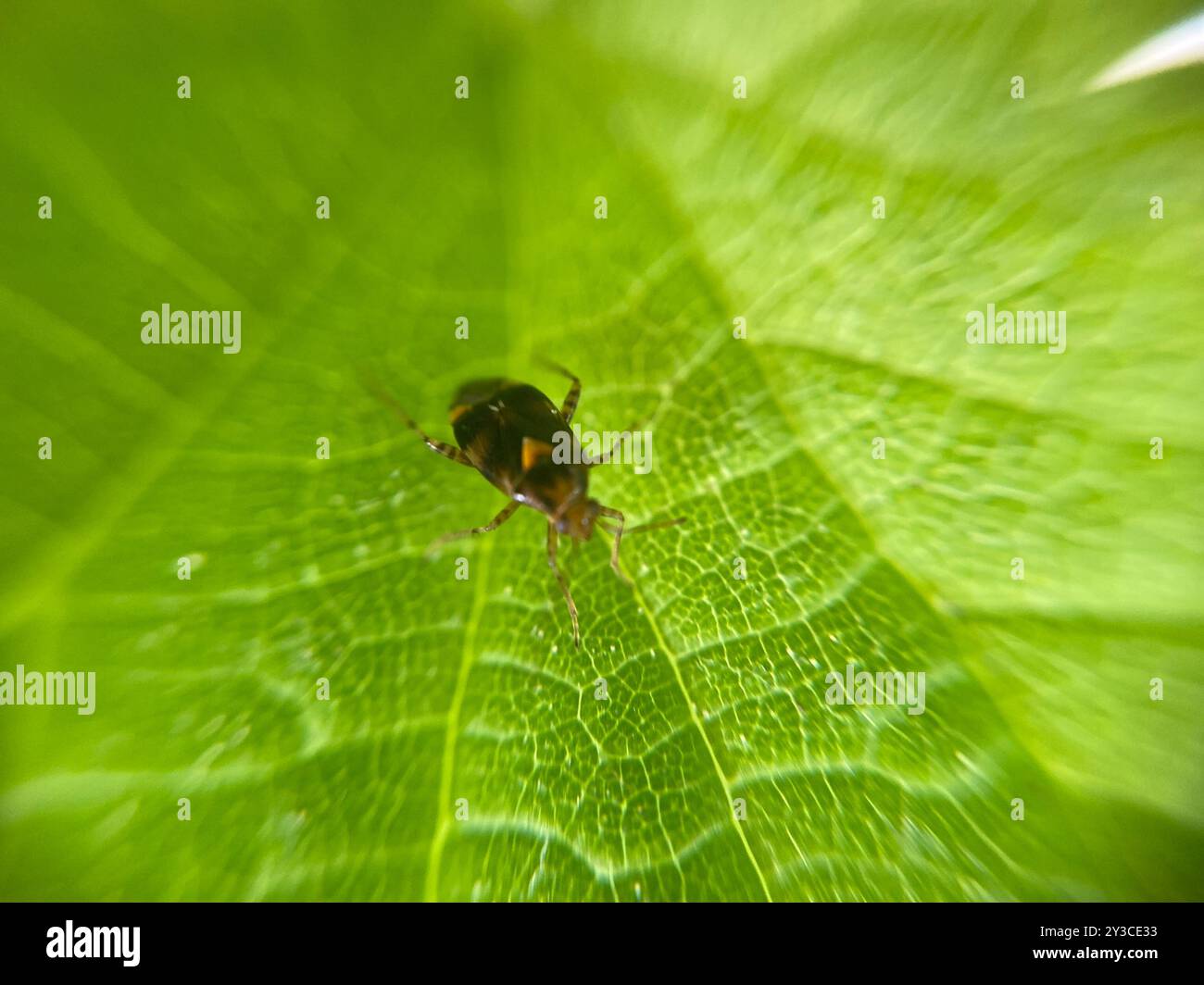 Three Spotted Nettle Bug (Liocoris tripustulatus) Insecta Stock Photo ...