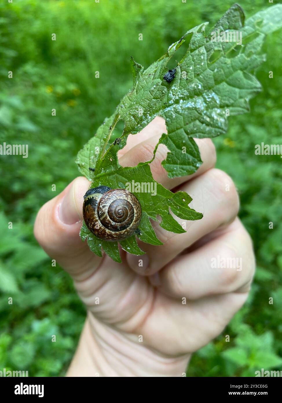Copse Snail (Arianta arbustorum) Mollusca Stock Photo - Alamy