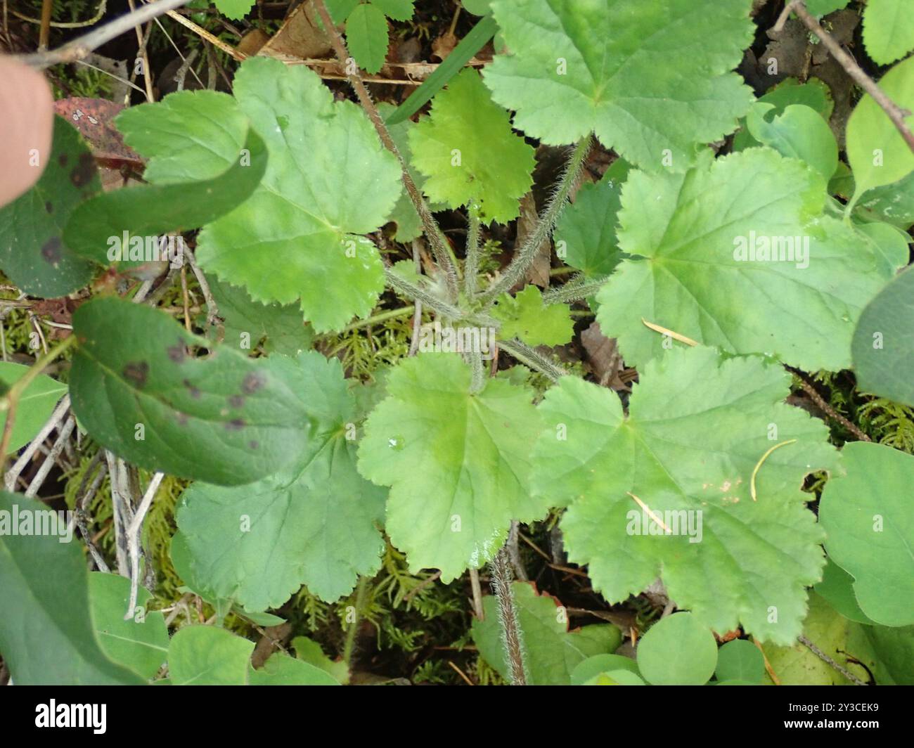 crevice alumroot (Heuchera micrantha) Plantae Stock Photo - Alamy