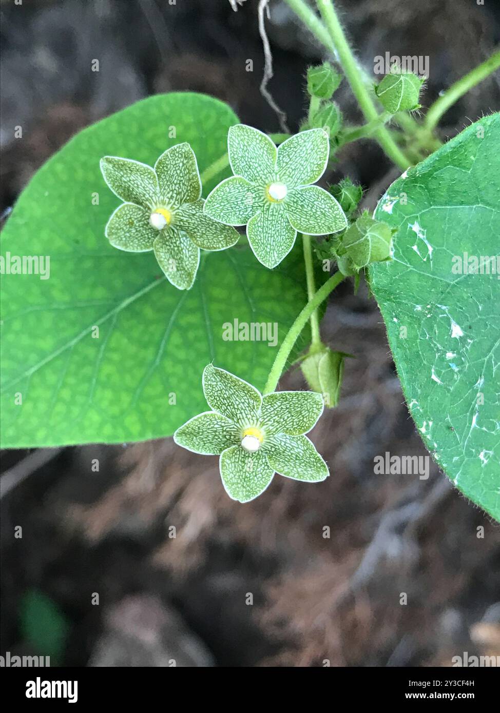 Pearl Milkweed (Matelea reticulata) Plantae Stock Photo - Alamy