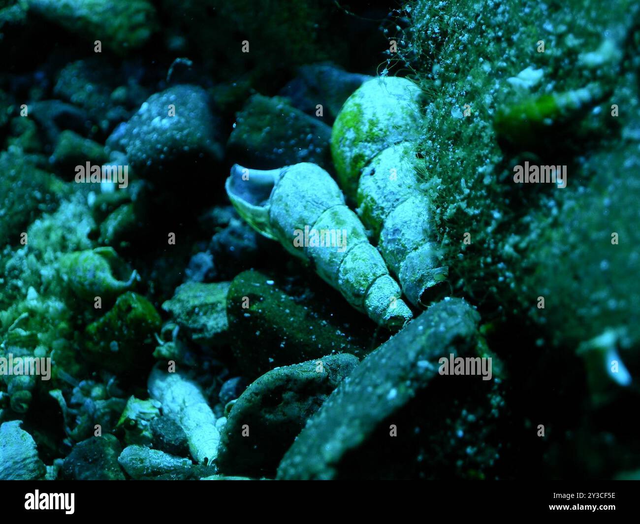 Red-rimmed Melania (Melanoides tuberculata) Mollusca Stock Photo - Alamy