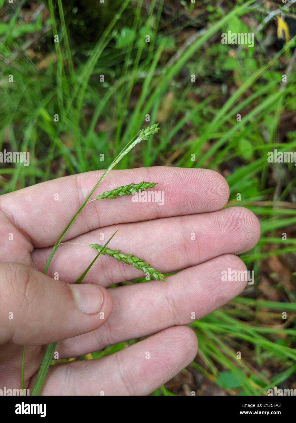 Sharpscale sedge (Carex oxylepis) Plantae Stock Photo - Alamy