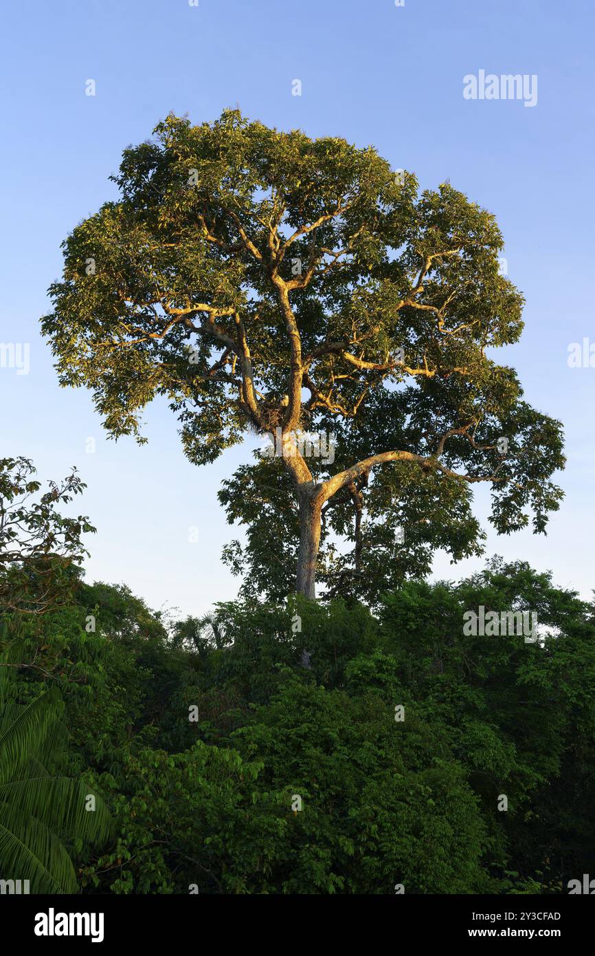 Harpy Eagle nest in a Brazil nut tree (Bertholletia excelsa) at sunrise ...