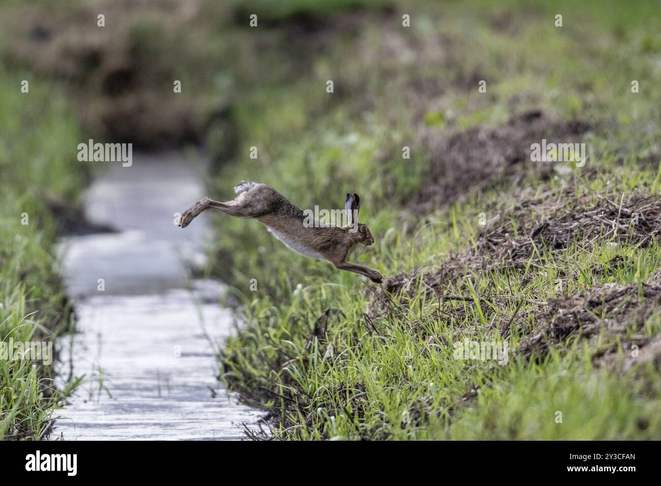 European hare (Lepus europaeus) jumping over a ditch, Emsland, Lower ...