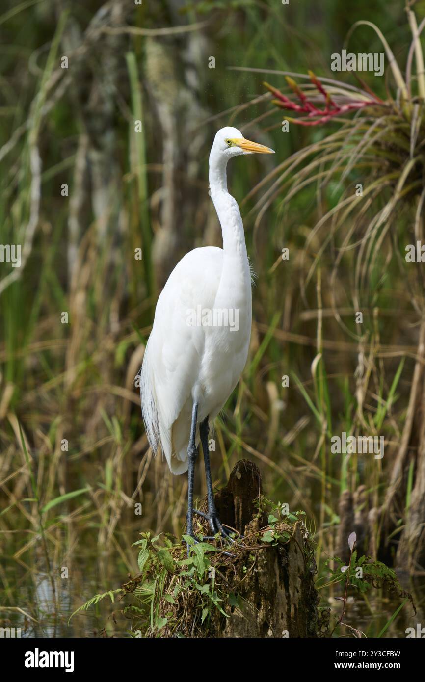 Great Egret (Ardea alba), in the swamp, spring, Everglades National ...