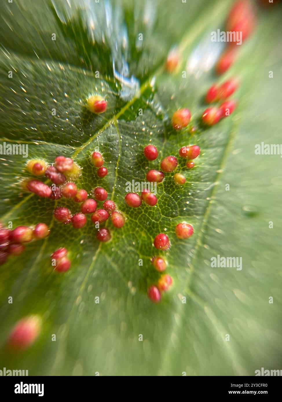 Maple gall mite (Aceria macrorhyncha) Arachnida Stock Photo - Alamy
