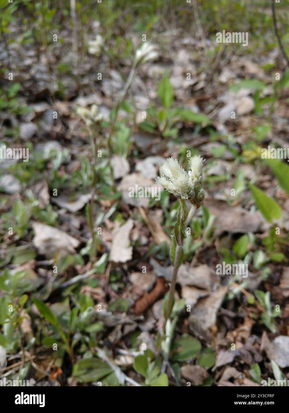 Downy Parlin's pussytoes (Antennaria parlinii fallax) Plantae Stock ...