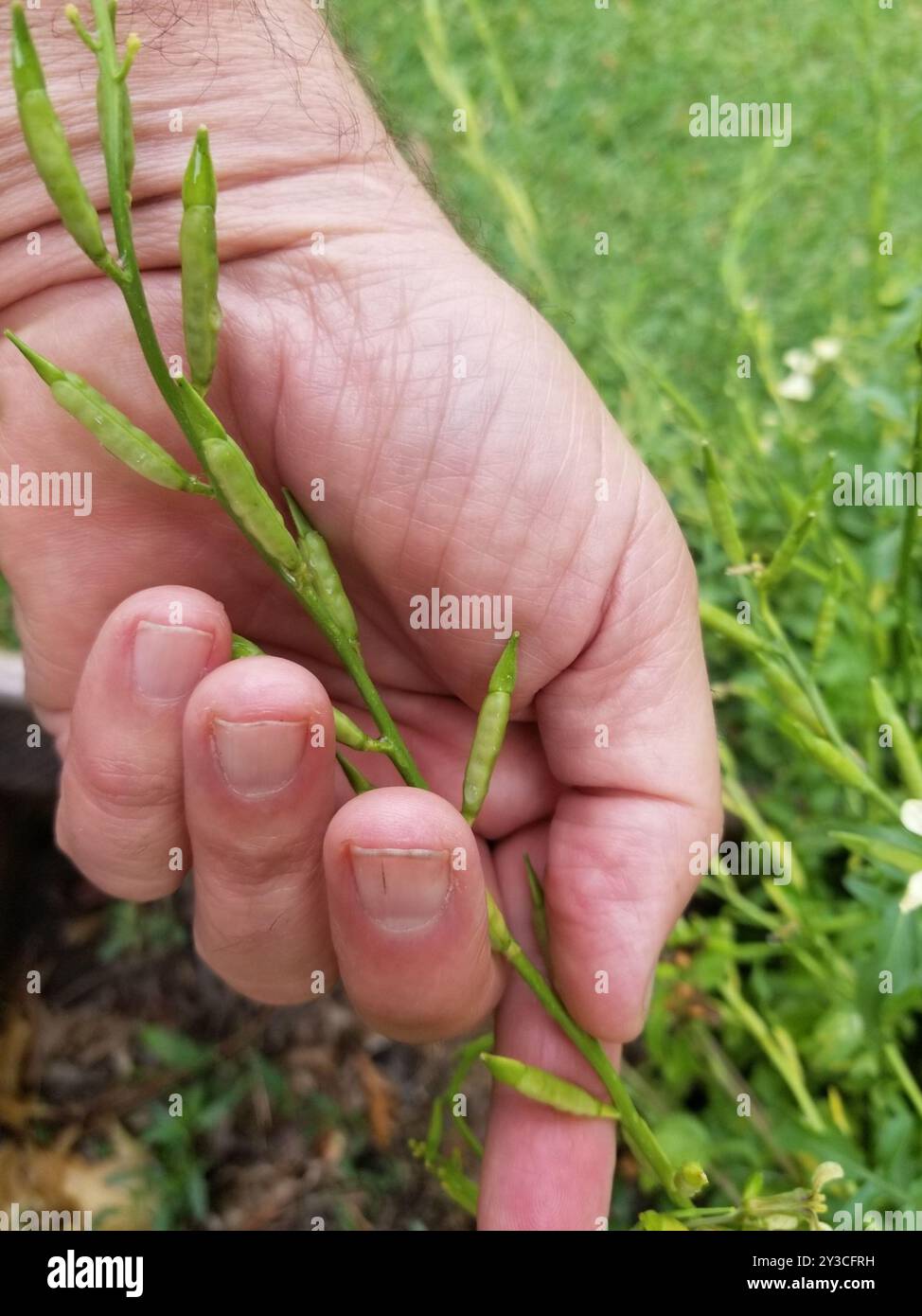 mustard family (Brassicaceae) Plantae Stock Photo - Alamy