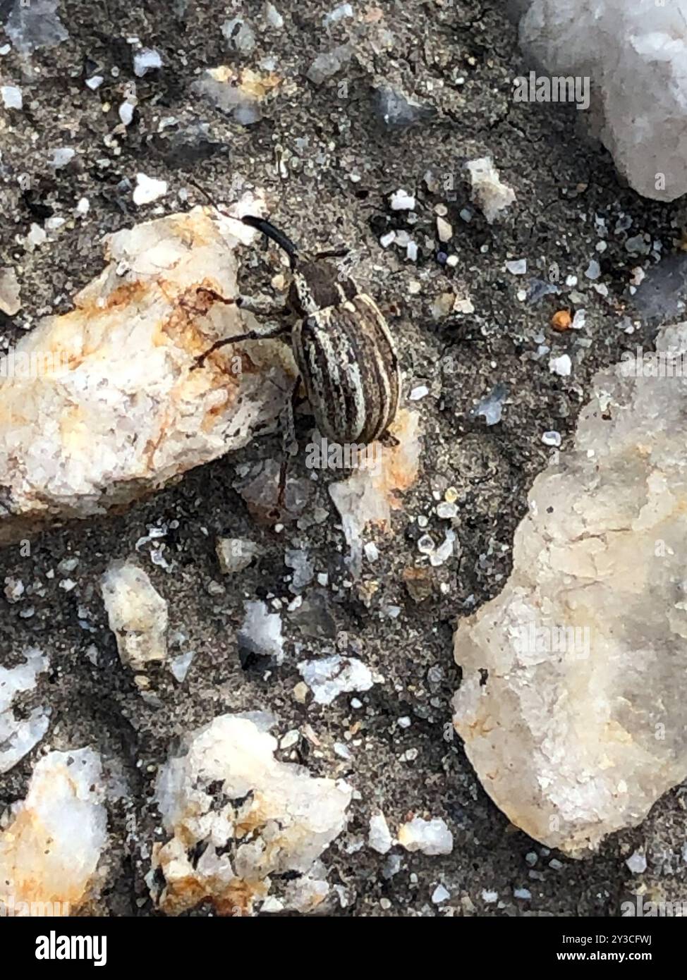 True Weevils (Curculionidae) Insecta Stock Photo - Alamy