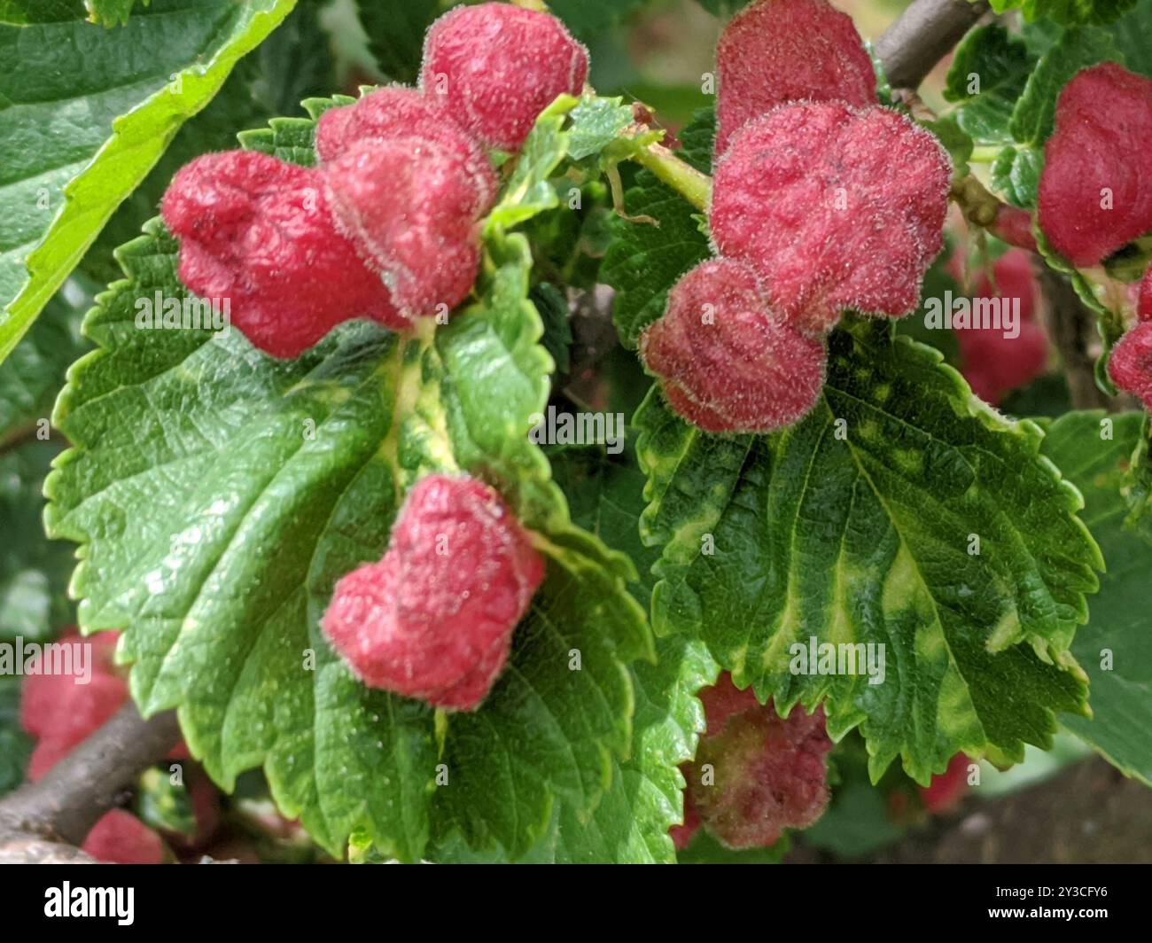 Elm Balloon-gall Aphid (Eriosoma lanuginosum) Insecta Stock Photo - Alamy