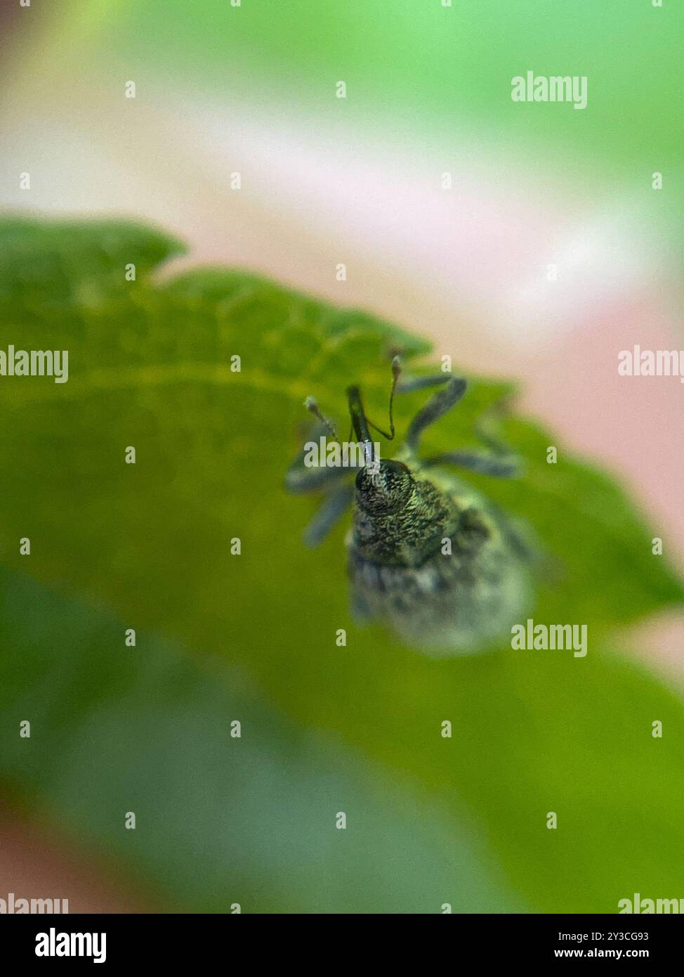 Cabbage Stem Weevil (Ceutorhynchus pallidactylus) Insecta Stock Photo ...