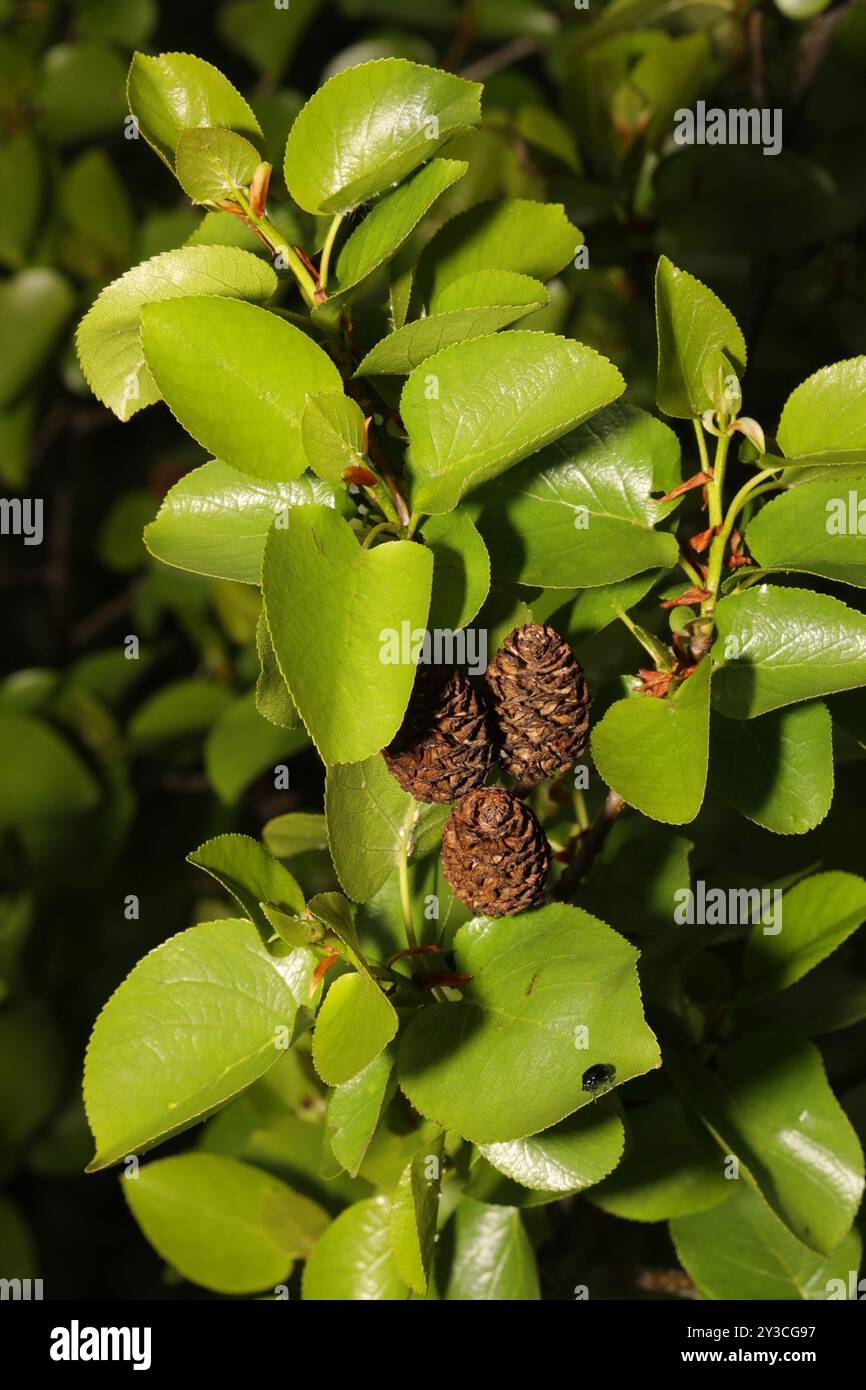 Italian alder (Alnus cordata) Plantae Stock Photo - Alamy