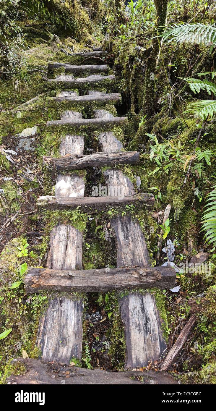 Wooden path in Pumalin National Park, carretera austral, Patagonia ...