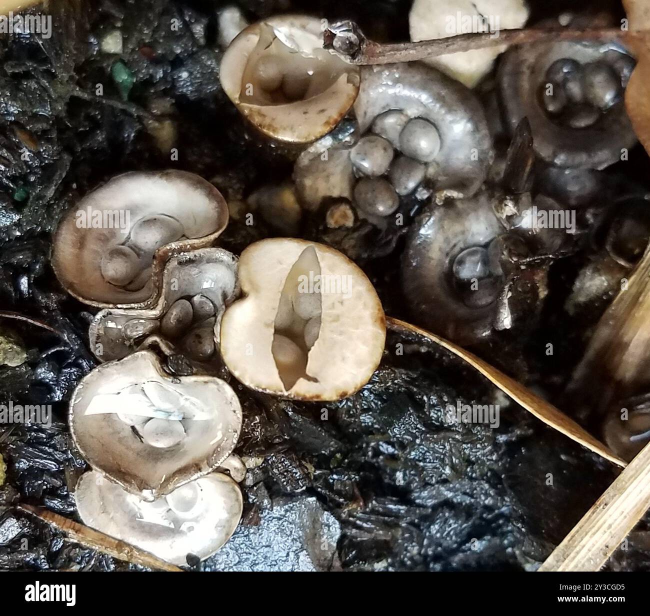 common bird's nest fungus (Crucibulum laeve) Fungi Stock Photo - Alamy