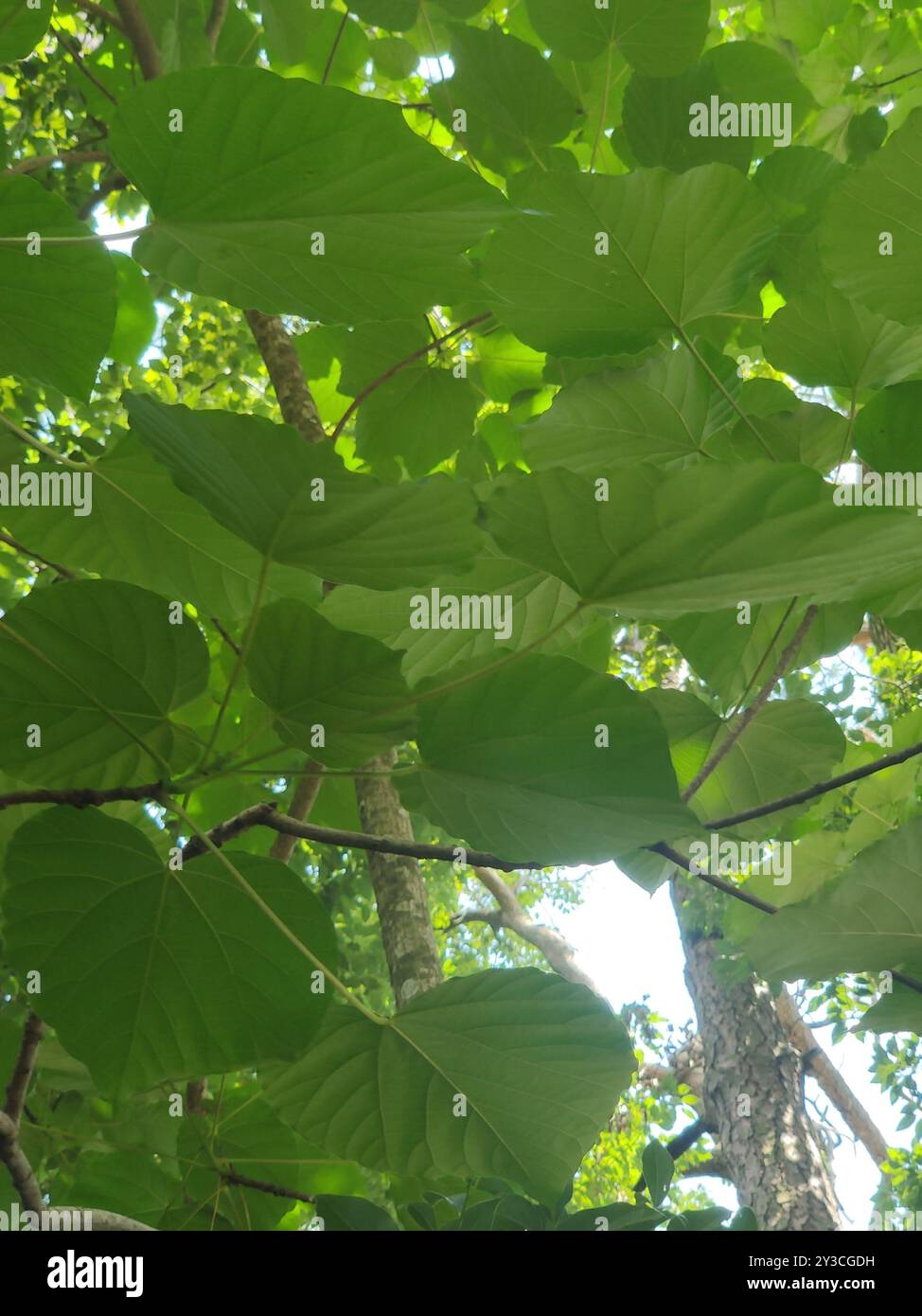 tung oil tree (Vernicia fordii) Plantae Stock Photo - Alamy