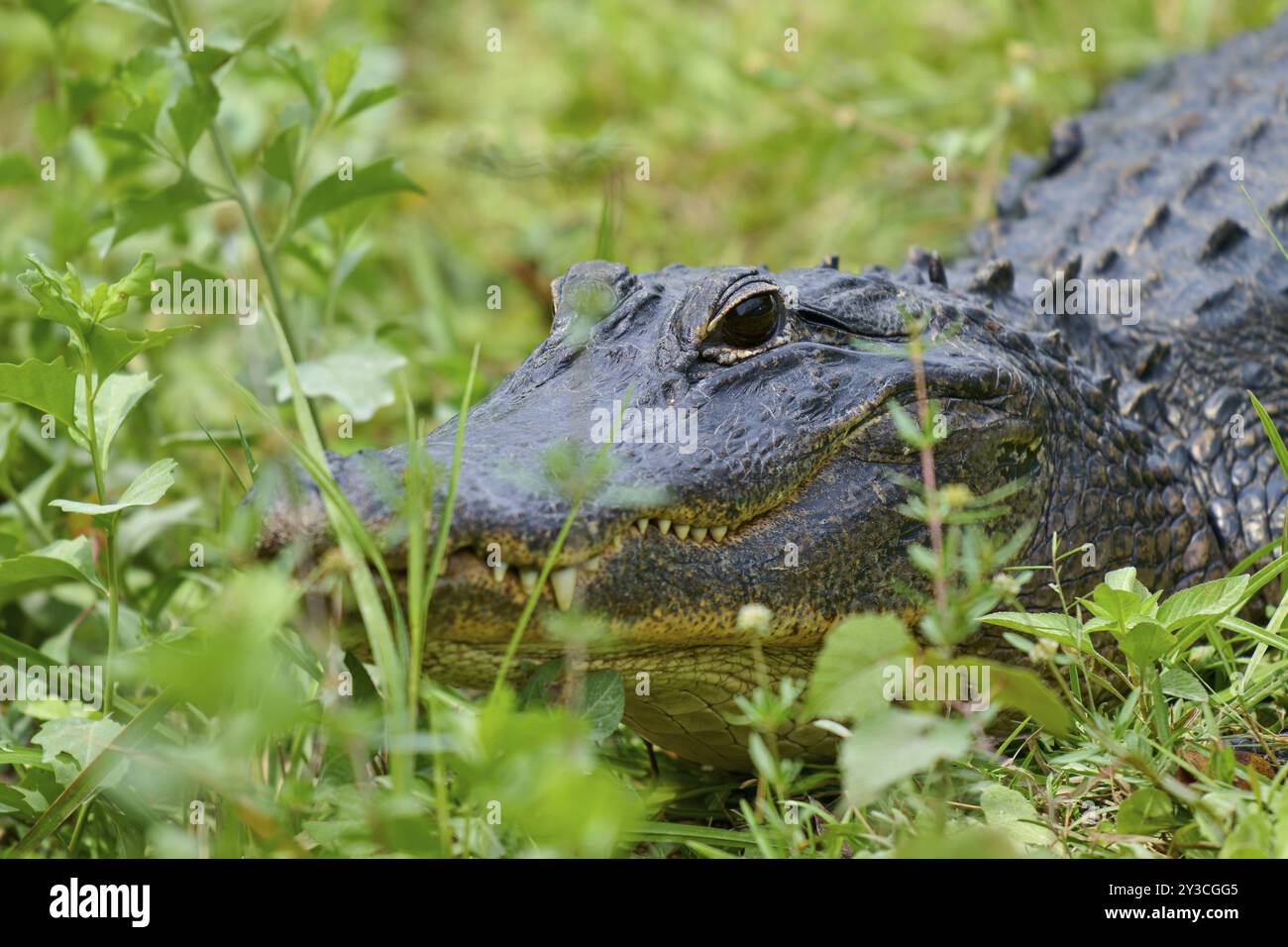 American alligator (Alligator mississippiensis), in the meadow, spring ...