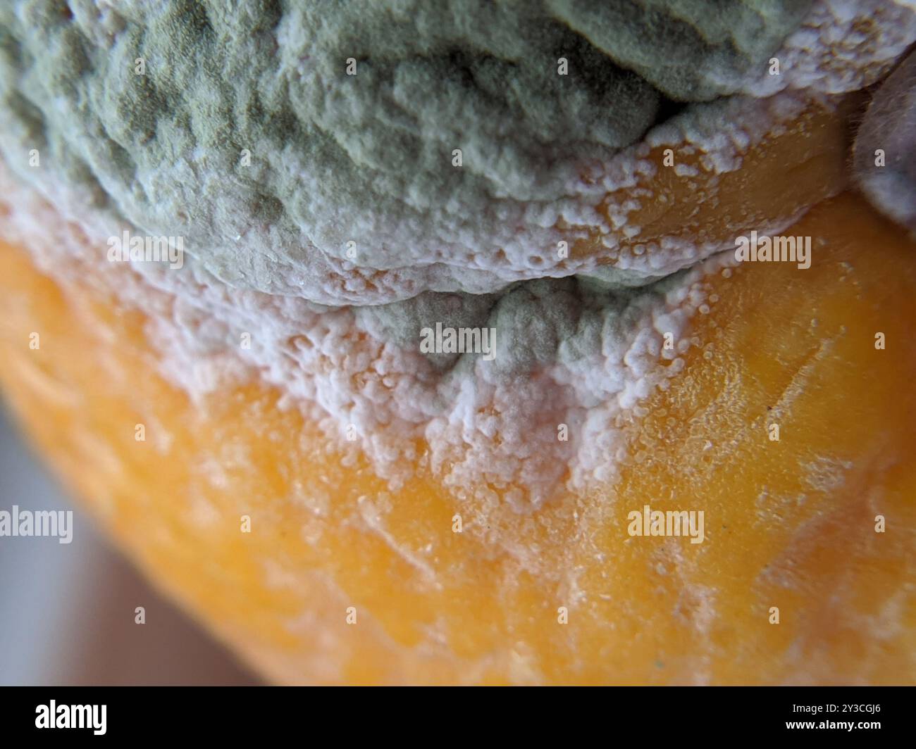 Penicillium digitatum hi-res stock photography and images - Alamy