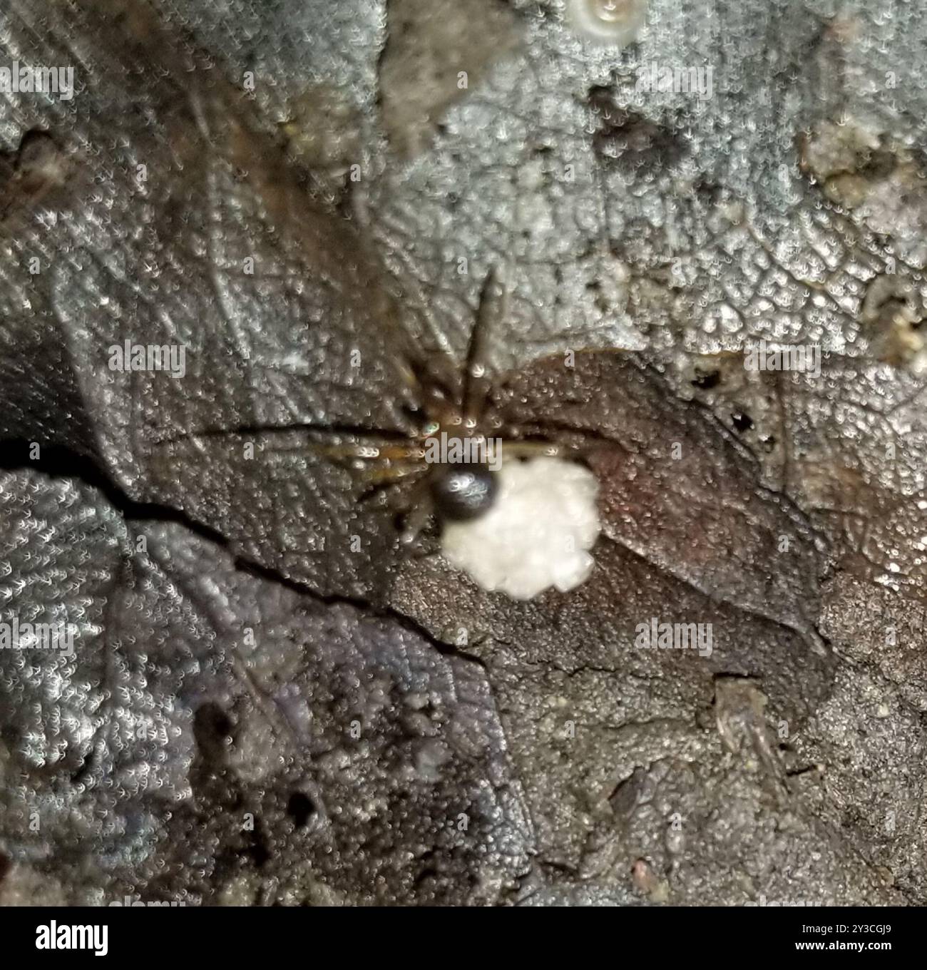 Spiders (Araneae) Arachnida Stock Photo - Alamy