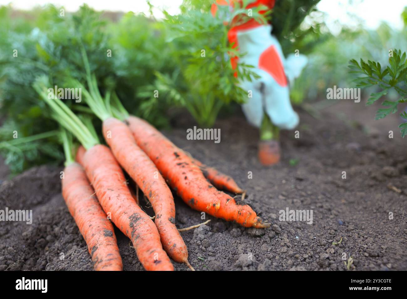 Farmer picking carrot out of soil in garden, focus on pile of carrots ...