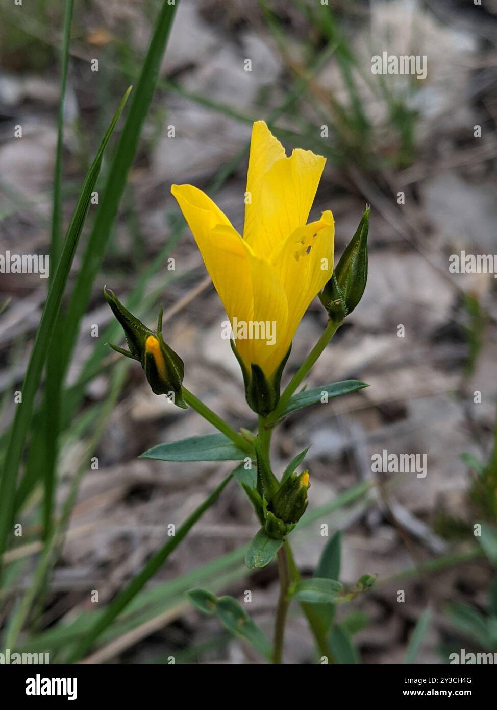 Yellow Herbaceous Flax (Linum campanulatum) Plantae Stock Photo - Alamy