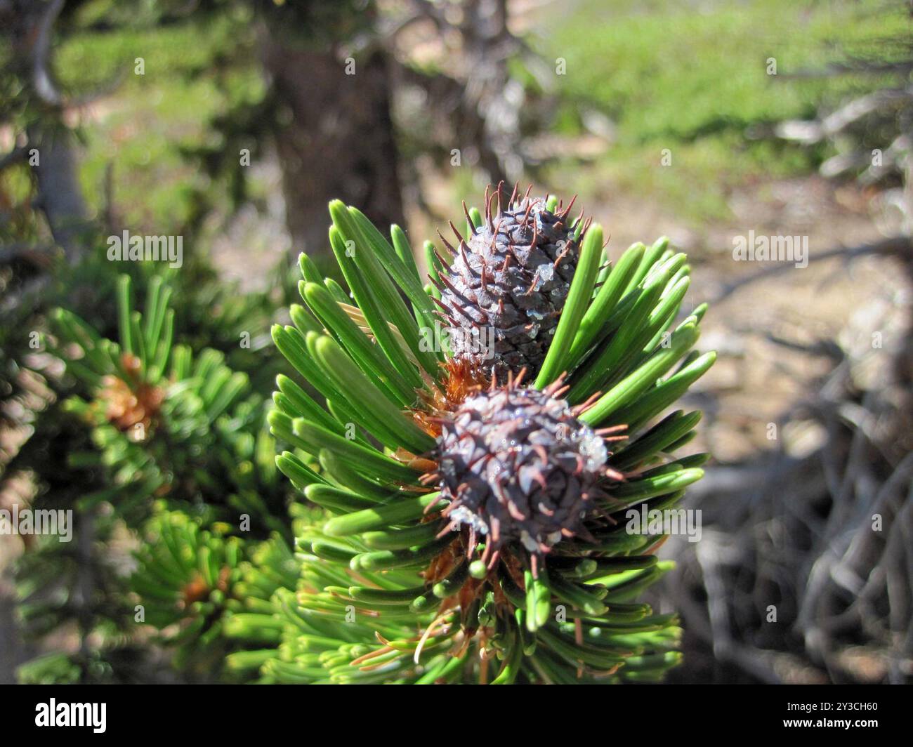 Great Basin bristlecone pine (Pinus longaeva) Plantae Stock Photo - Alamy