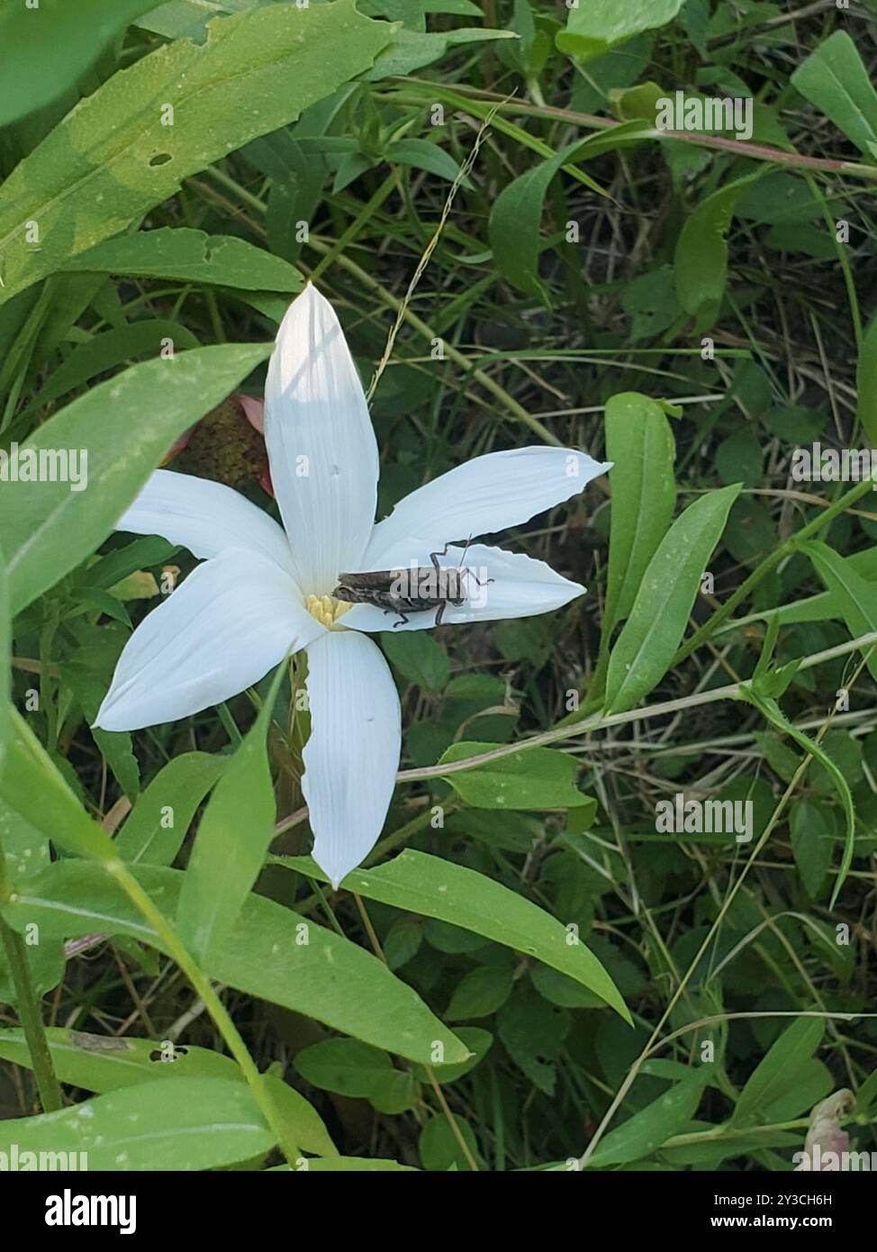 Grasshoppers (Acrididea) Insecta Stock Photo - Alamy