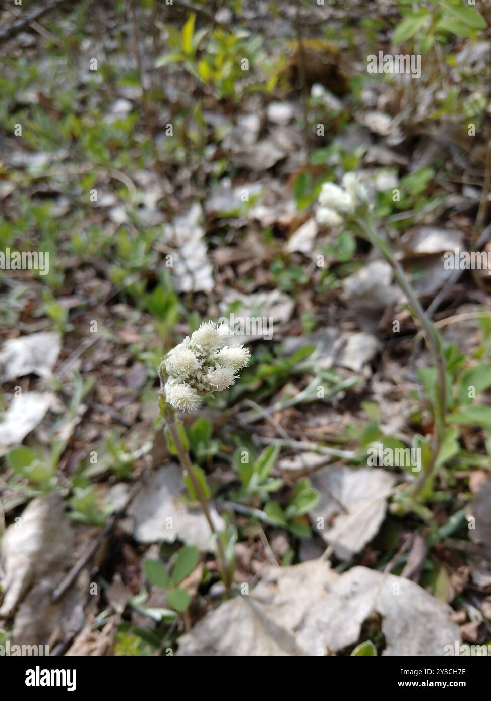 Downy Parlin's pussytoes (Antennaria parlinii fallax) Plantae Stock ...