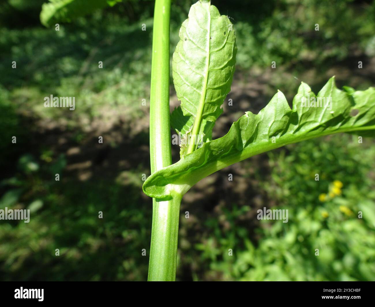 Amphibious Yellowcress (Rorippa amphibia) Plantae Stock Photo - Alamy