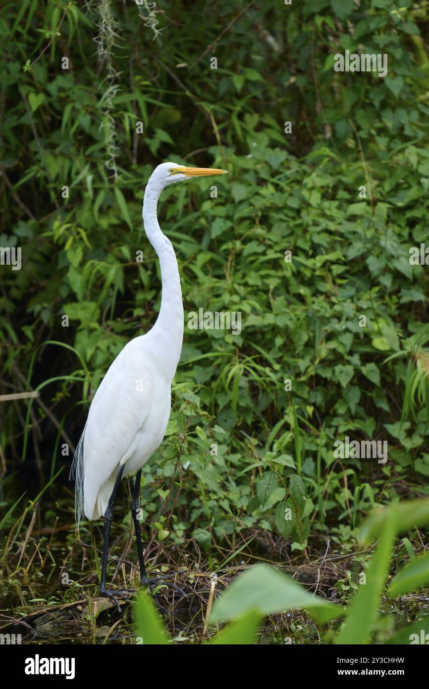 Great Egret (Ardea alba), in the swamp, spring, Everglades National ...