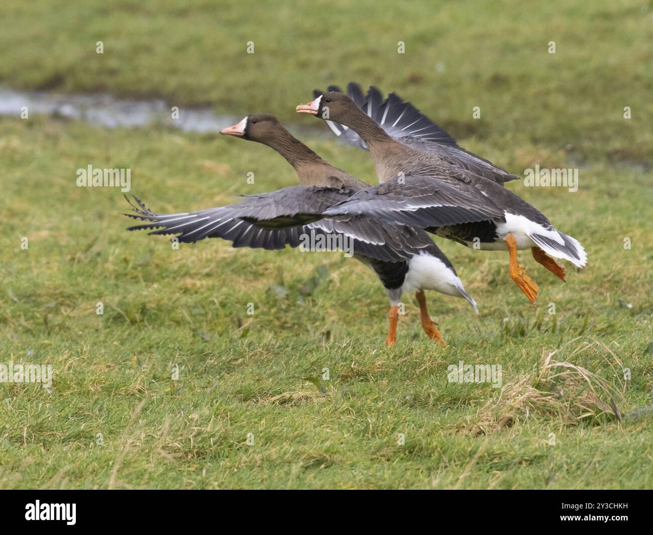 White-fronted goose (Anser albifrons) two geese with outstretched wings ...