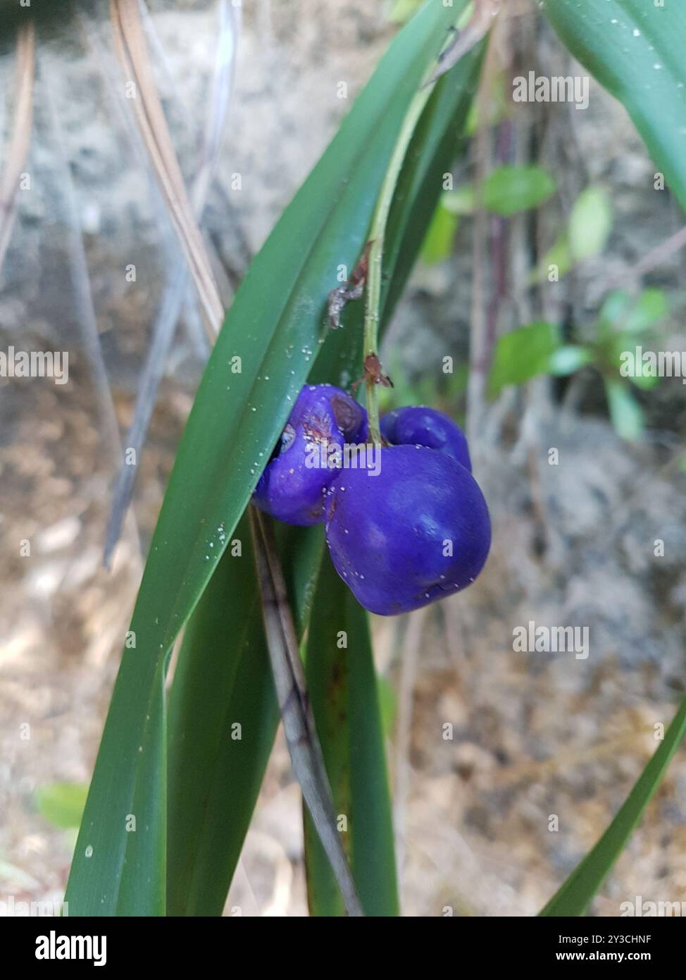 flax-lilies (Dianella) Plantae Stock Photo - Alamy