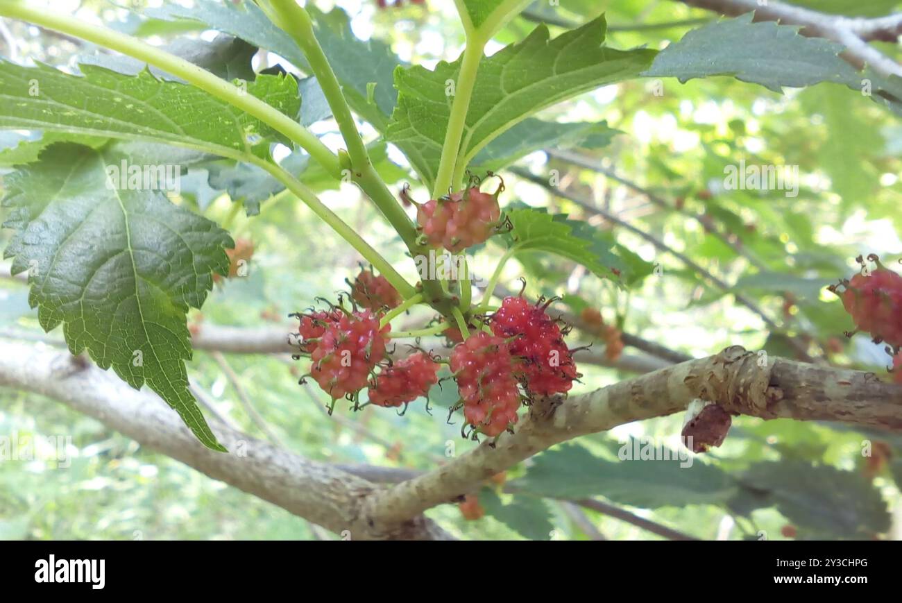 Korean mulberry (Morus indica) Plantae Stock Photo - Alamy