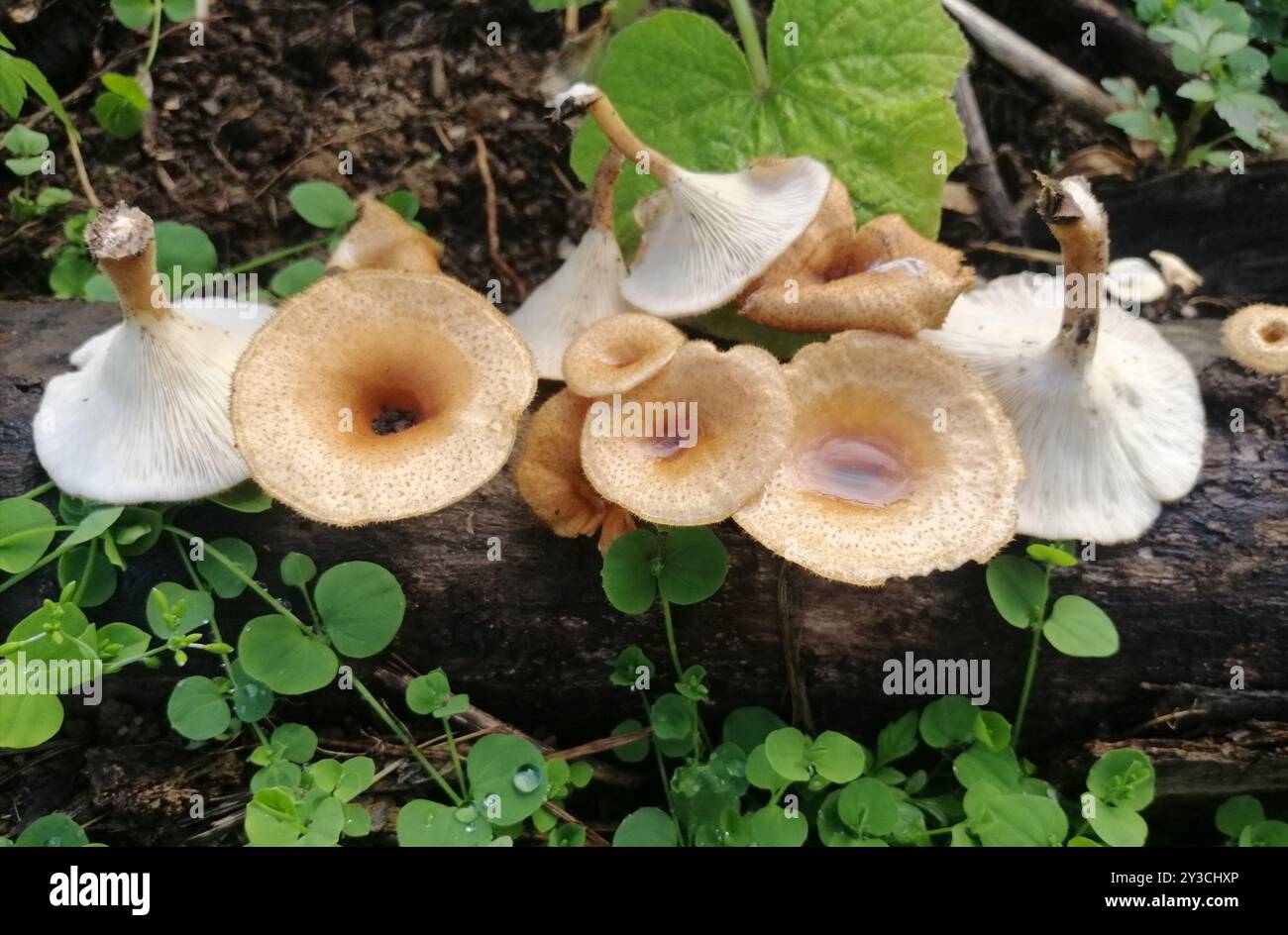 (Panus strigellus) Fungi Stock Photo - Alamy
