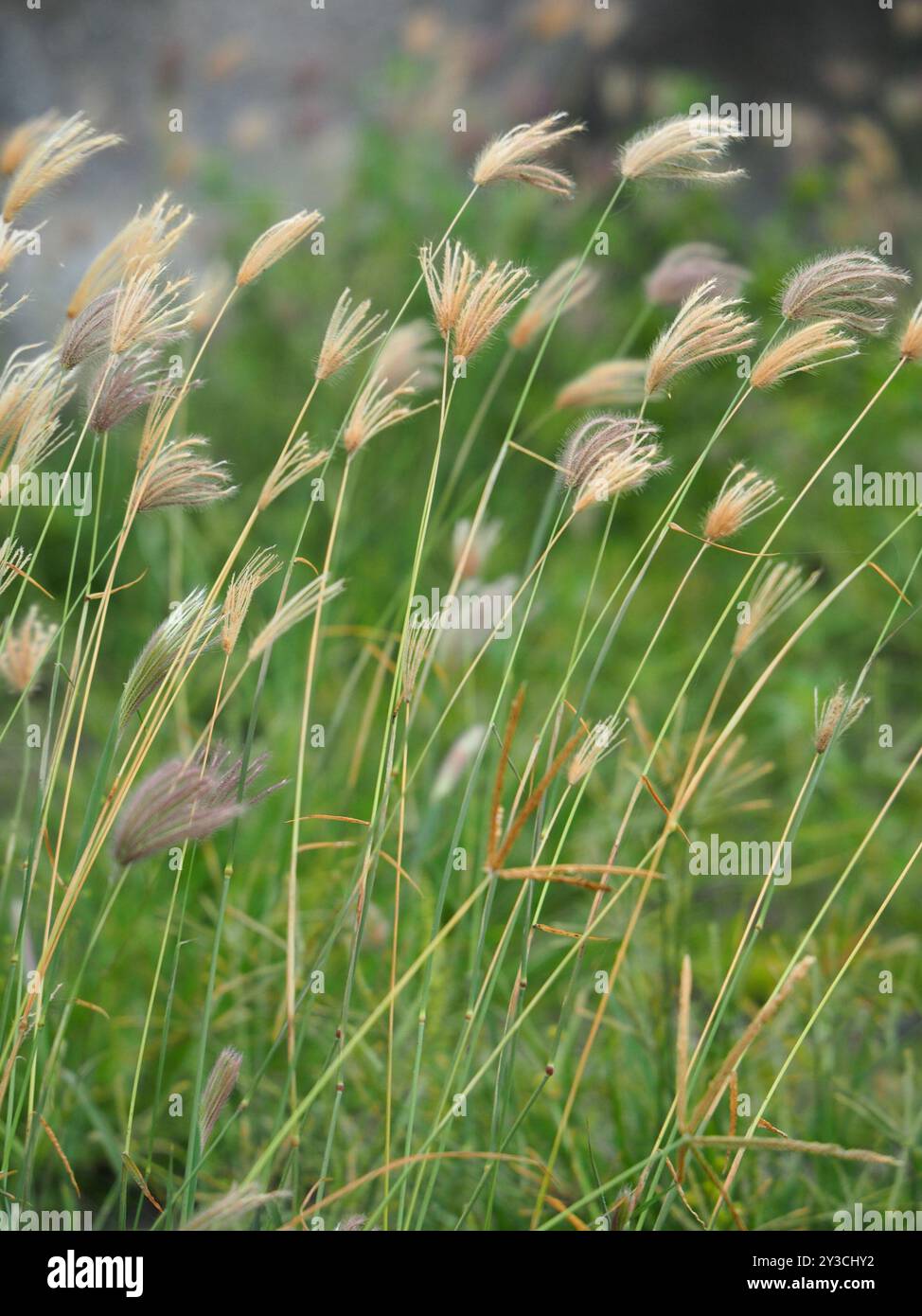 Finger Grass (Chloris barbata) Plantae Stock Photo - Alamy