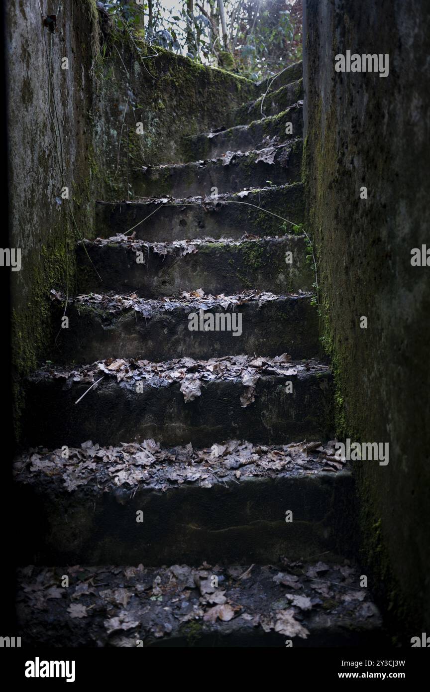 Steps up from the Cheneux bunker, 2nd World War, built 1933-1936 ...