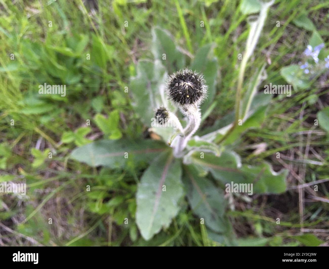 Spotted Cat's-ear (Hypochaeris maculata) Plantae Stock Photo - Alamy