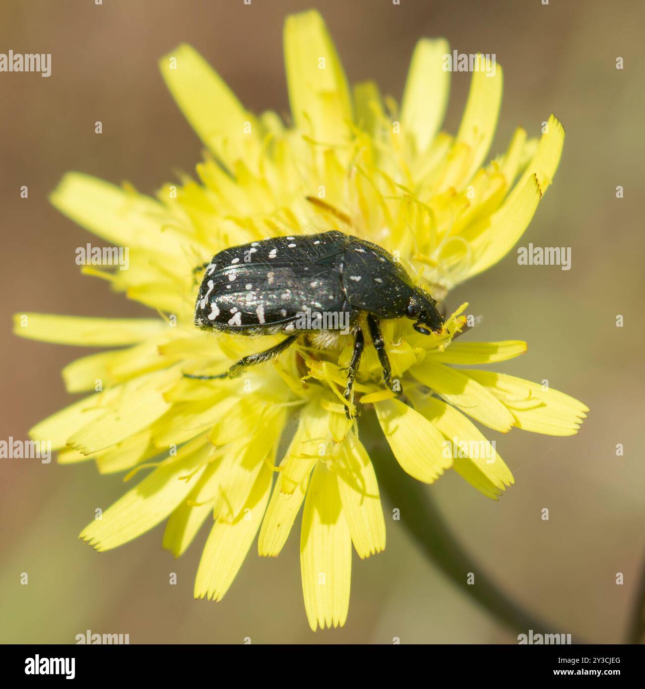 Mediterranean Spotted Chafer (Oxythyrea funesta) Insecta Stock Photo ...