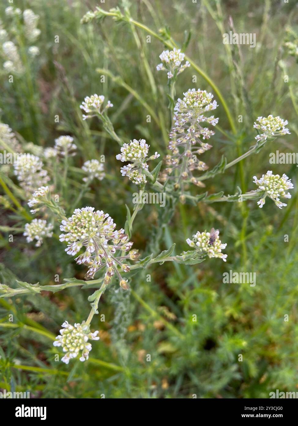 field peppergrass (Lepidium campestre) Plantae Stock Photo - Alamy